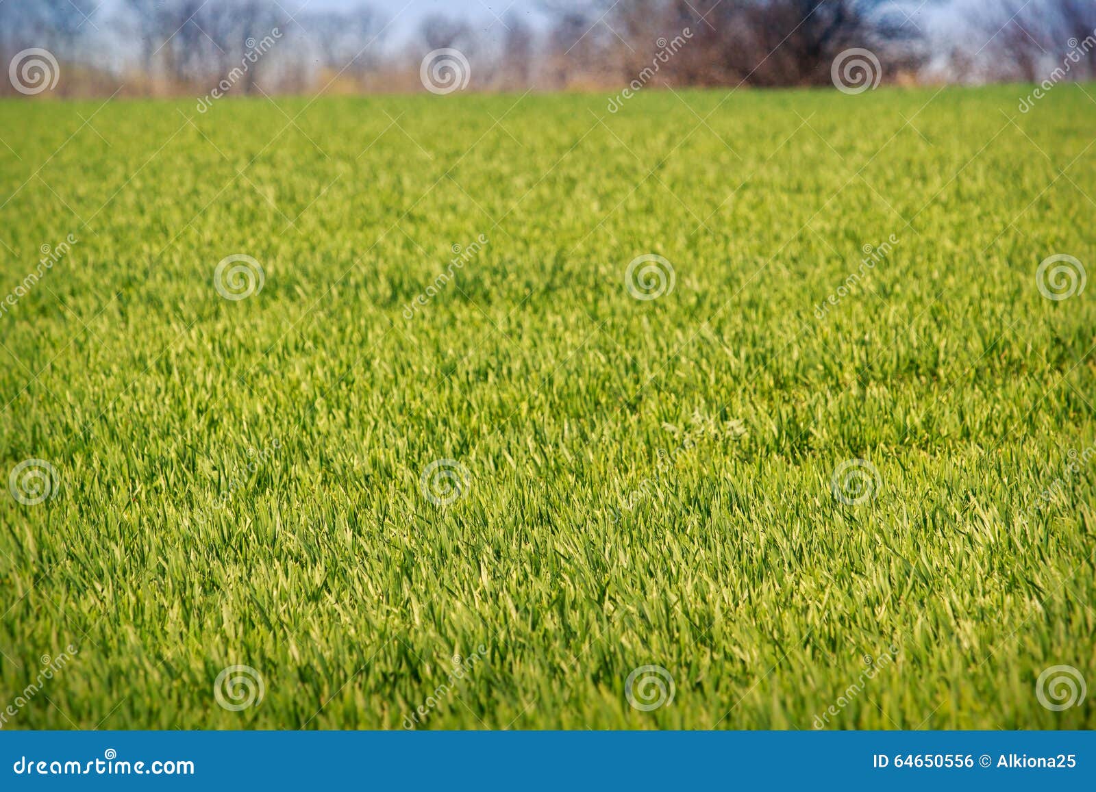 View of Boundless Green Wheat Field Upto Forest on Horizon Stock Photo ...