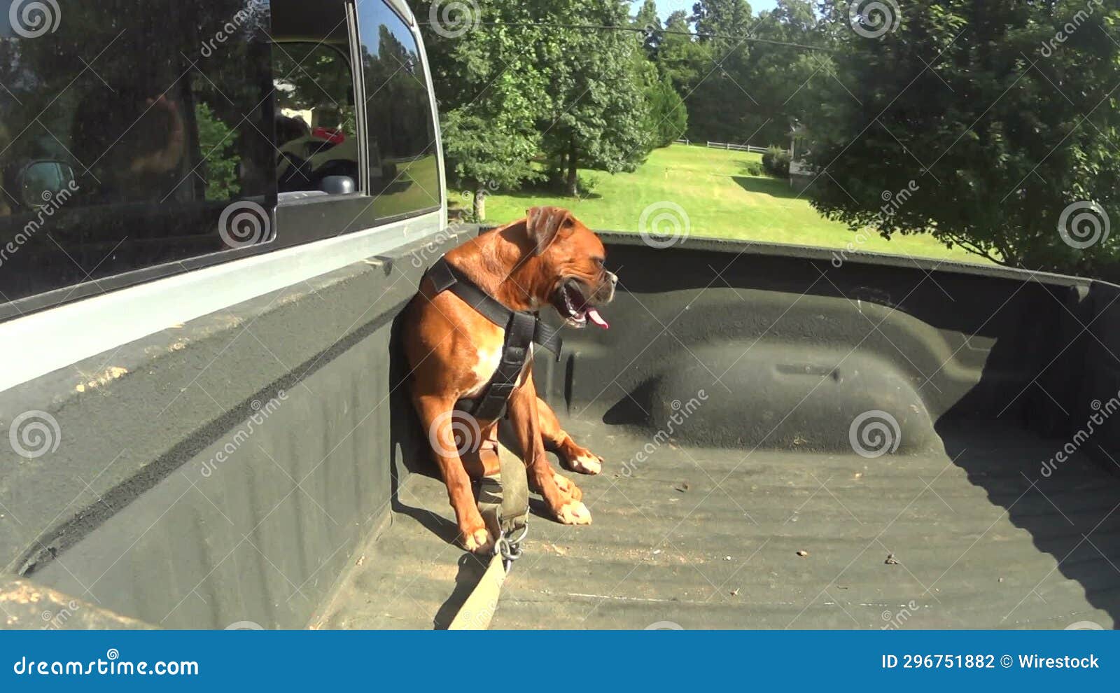 View of Boxer Dog Sitting on the Back of a Driving Truck Stock Footage ...