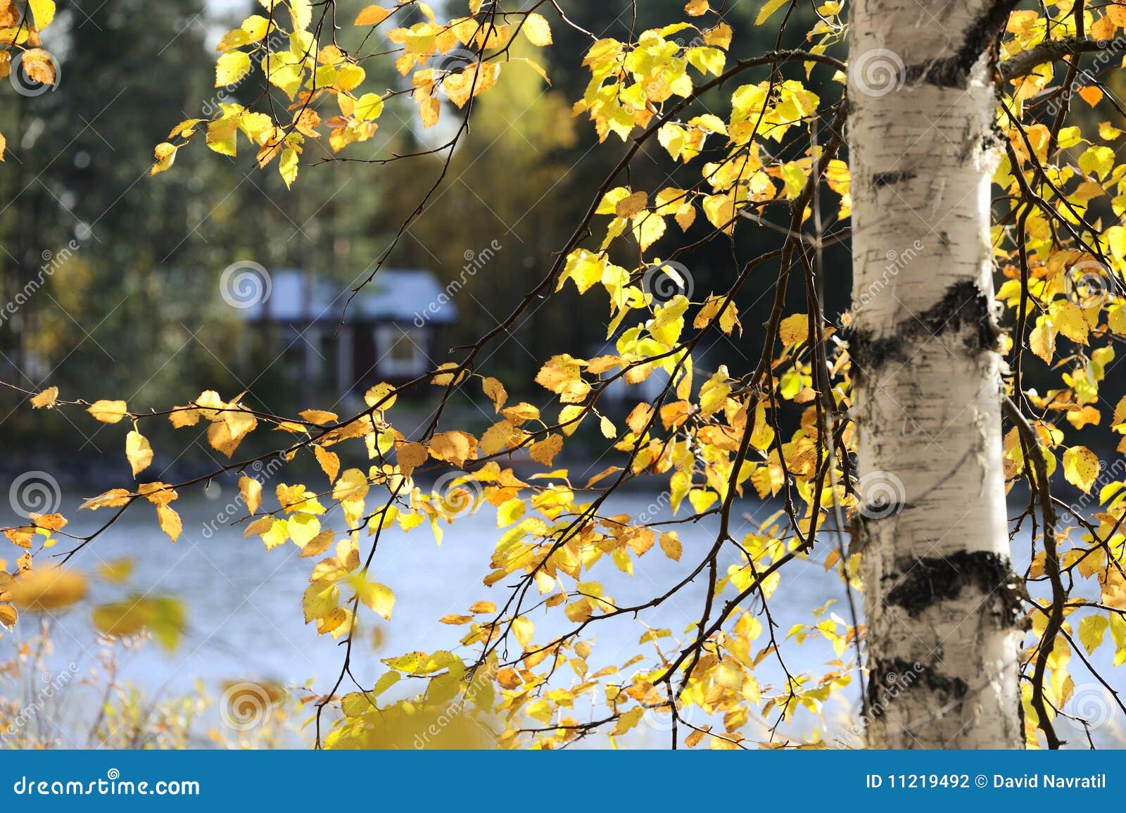 View through Branch of Birch Tree in Autumn Stock Photo - Image of ...