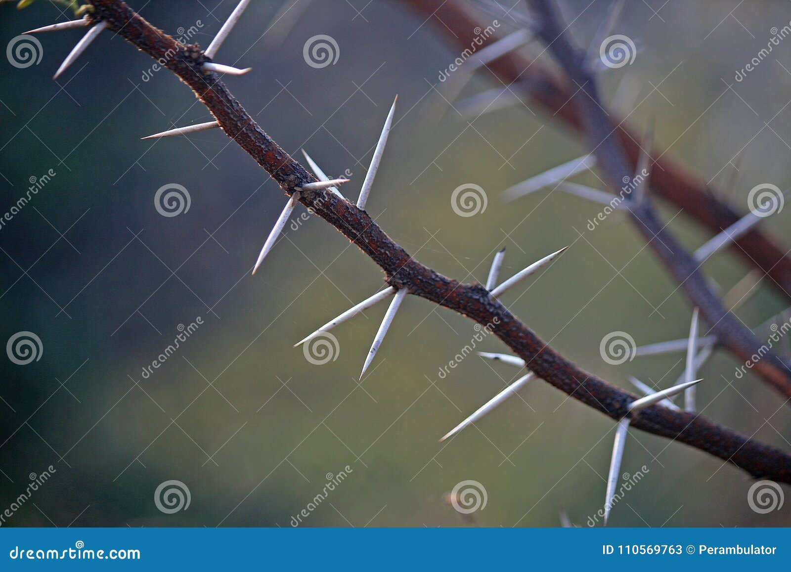 LONG SHARP WHITE THORNS on a BRANCH Stock Image - Image of daytime ...