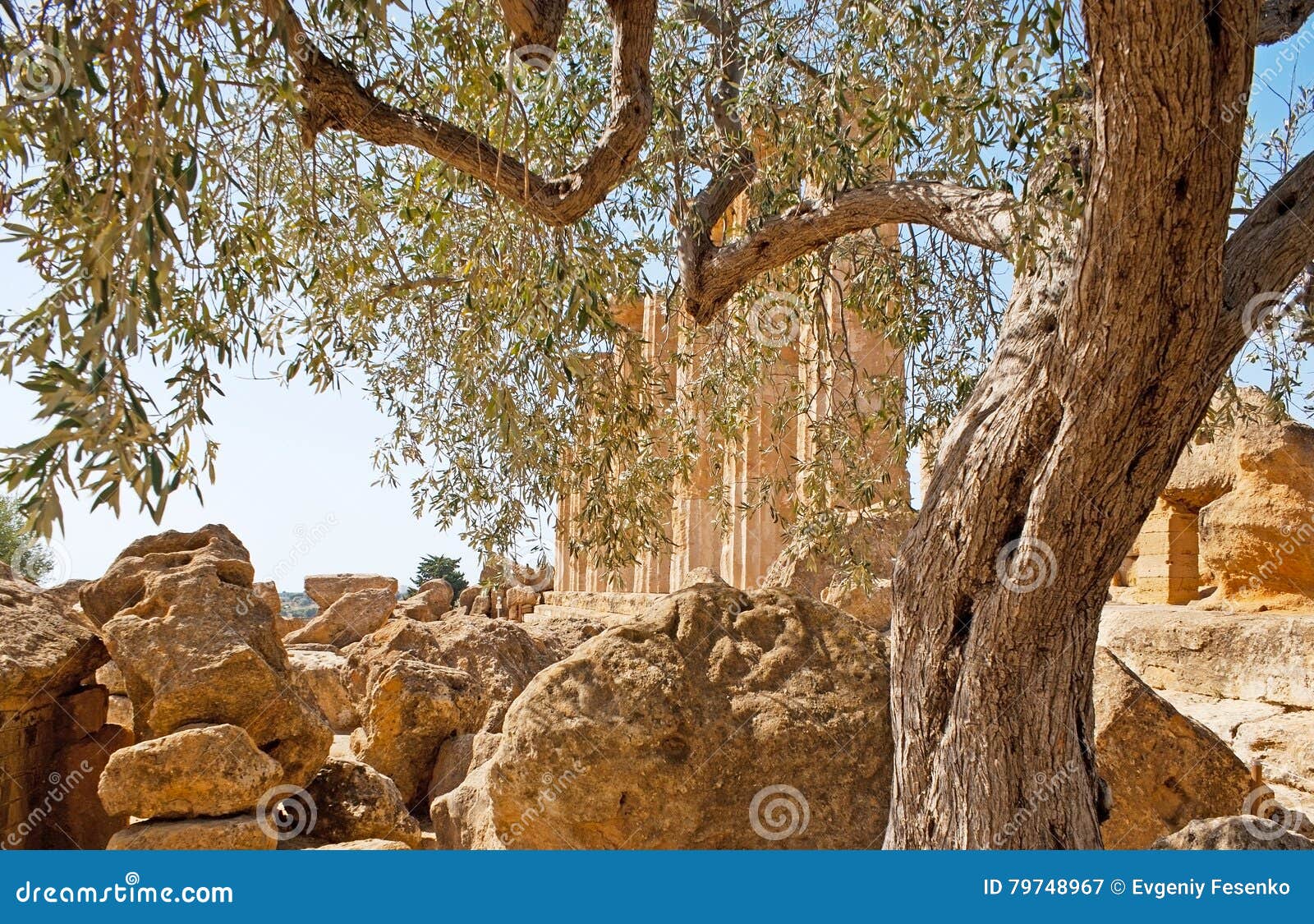 The View through the Branches Stock Image - Image of sicily, island ...