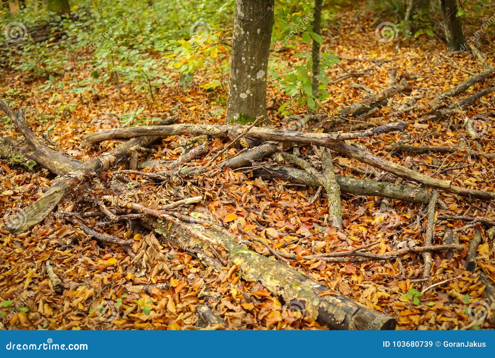 Branches on Ground in Forest Stock Image - Image of leaf, trees: 103680739