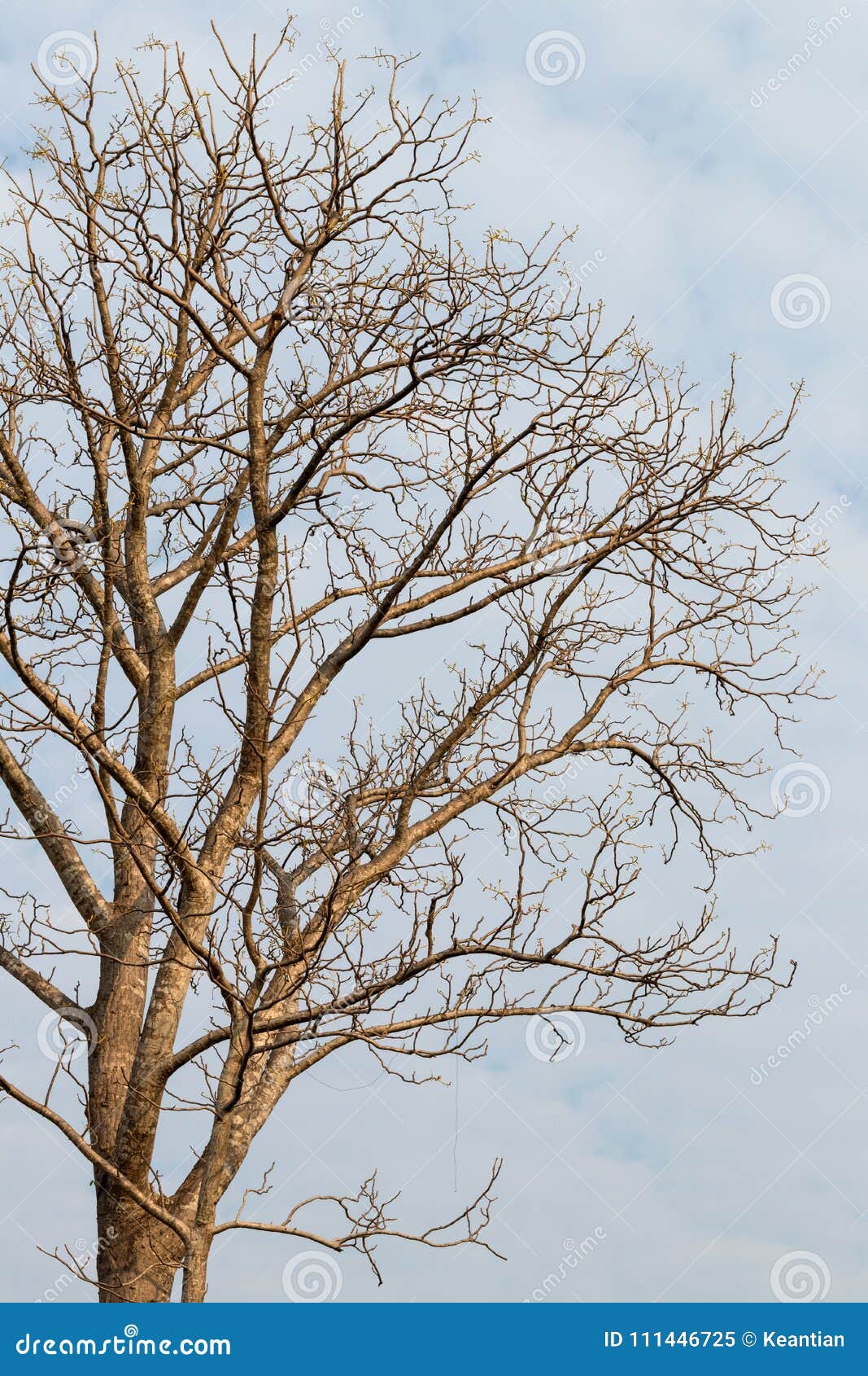 Dry Branches of Deciduous Trees. Stock Image - Image of color, park ...