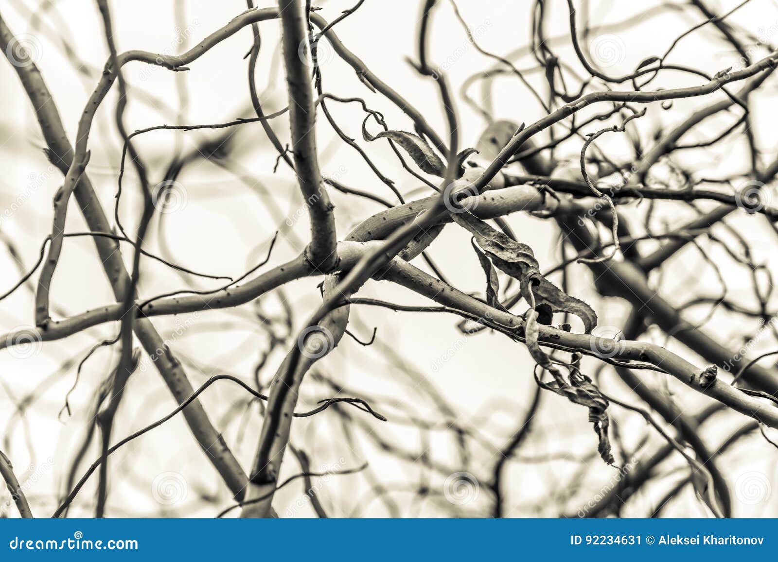View of a branchy tree stock image. Image of abstraction - 92234631