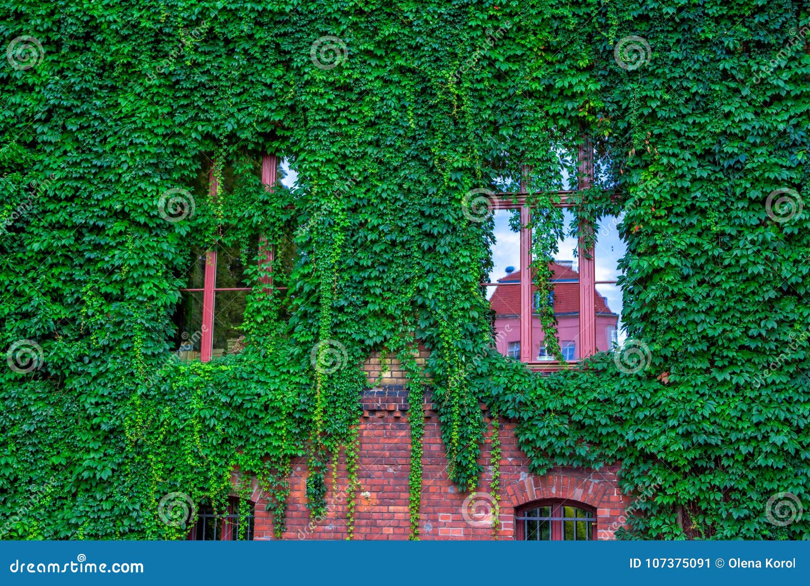 View of Brick House Facade Covered by Overgrown Creeper Plant Stock ...