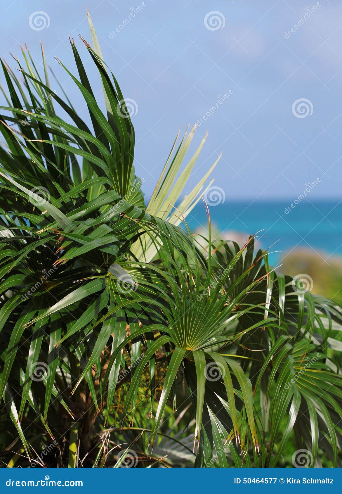The View on the Bright Blue Ocean through Green Leaves Stock Image ...