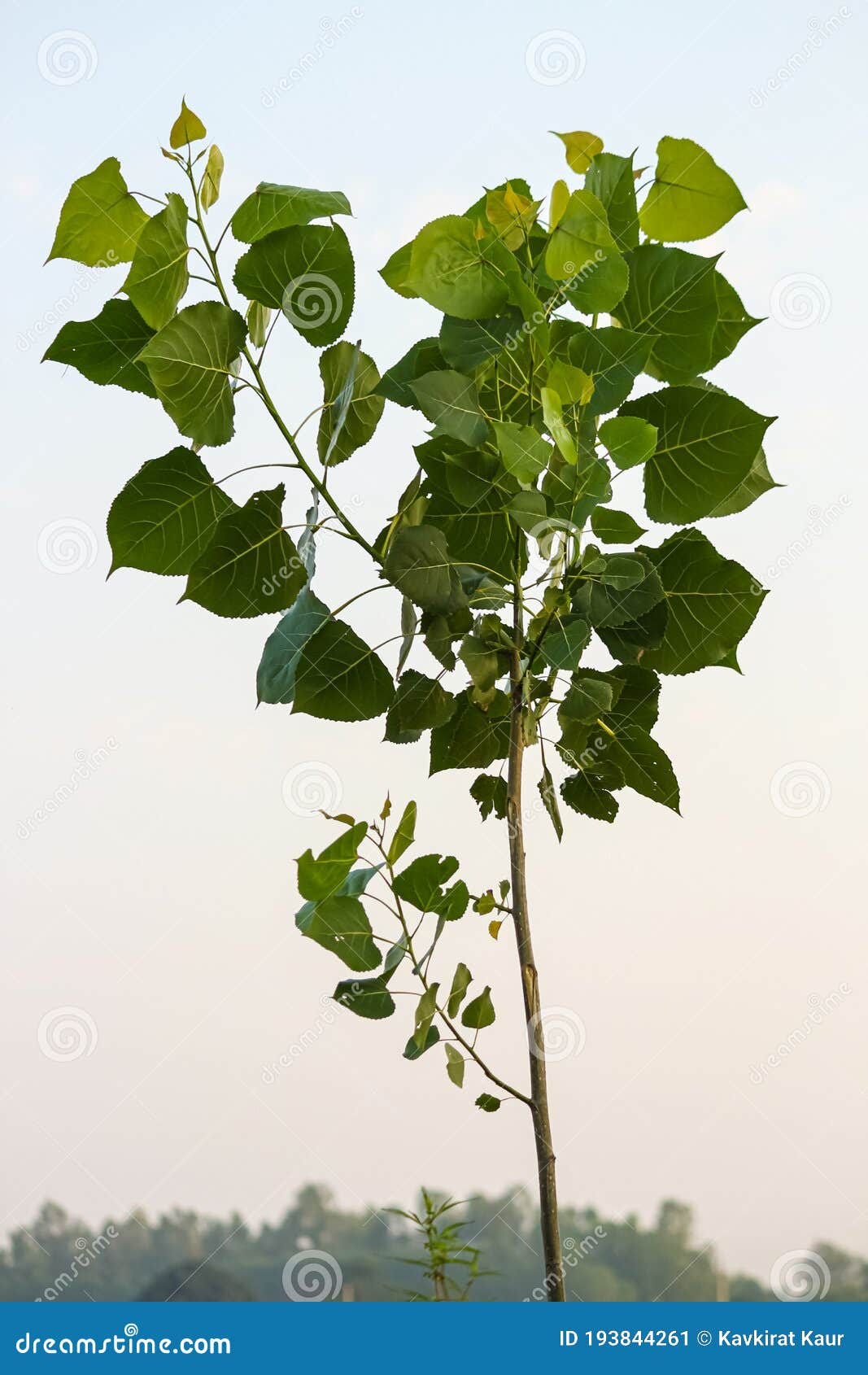 Green tree with leaves stock image. Image of outdoor - 193844261