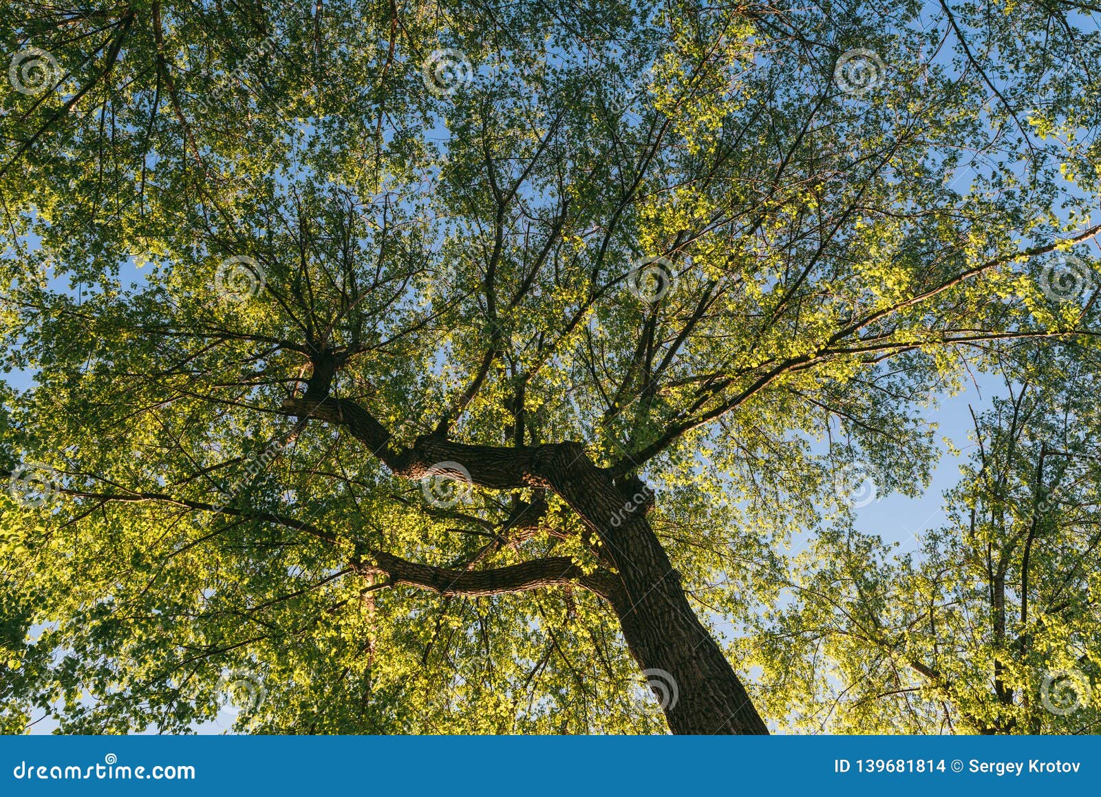 View of a Bright Green Spring Tree from Bottom To Top. Illuminated by ...