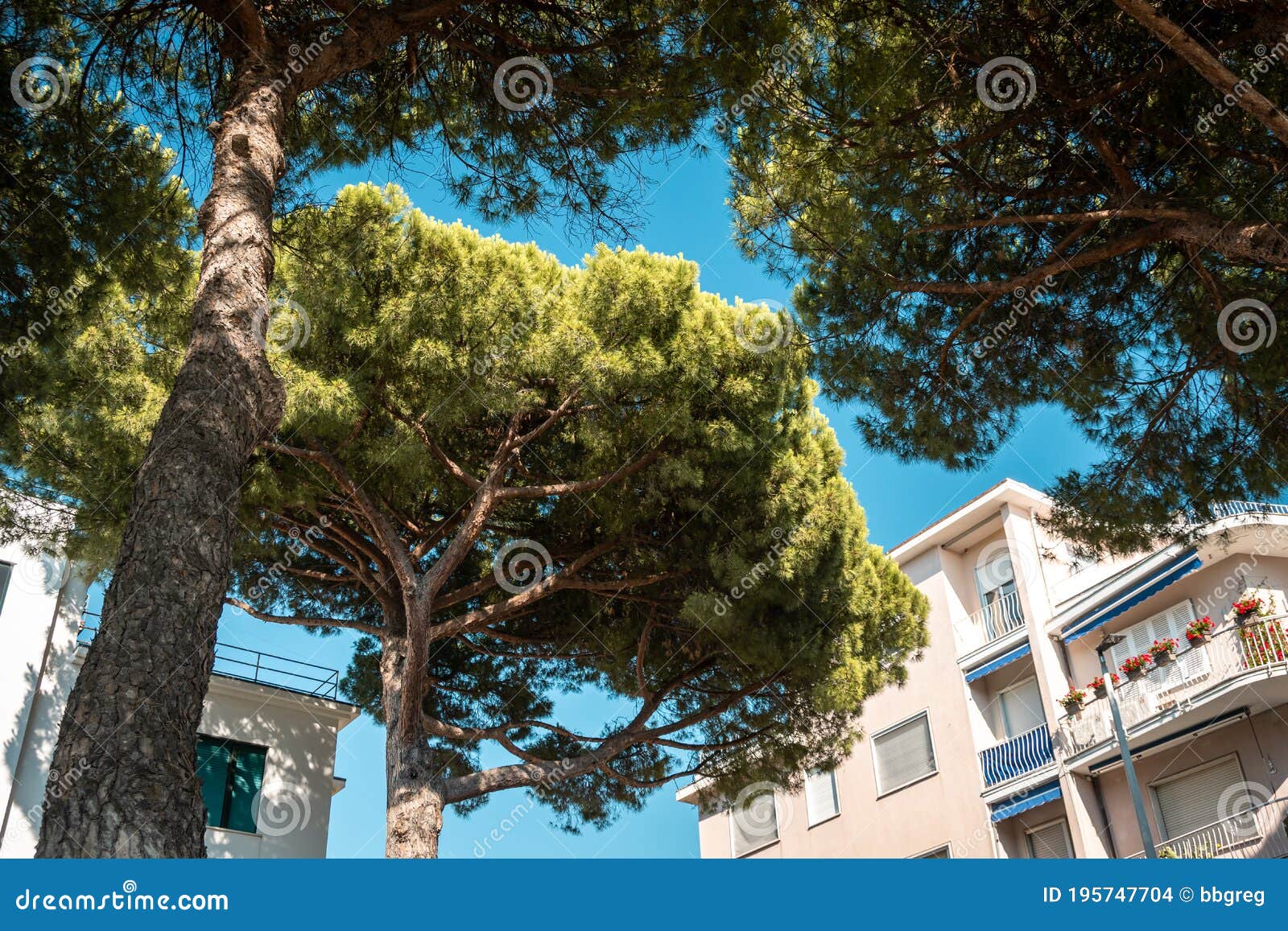 View of Bright Green Tree Crown from the Bottom on a Sunny Day Stock ...