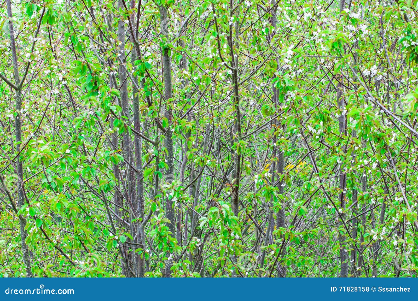 View on Bright Green Tree Crowns Stock Photo - Image of vibrant, nature ...
