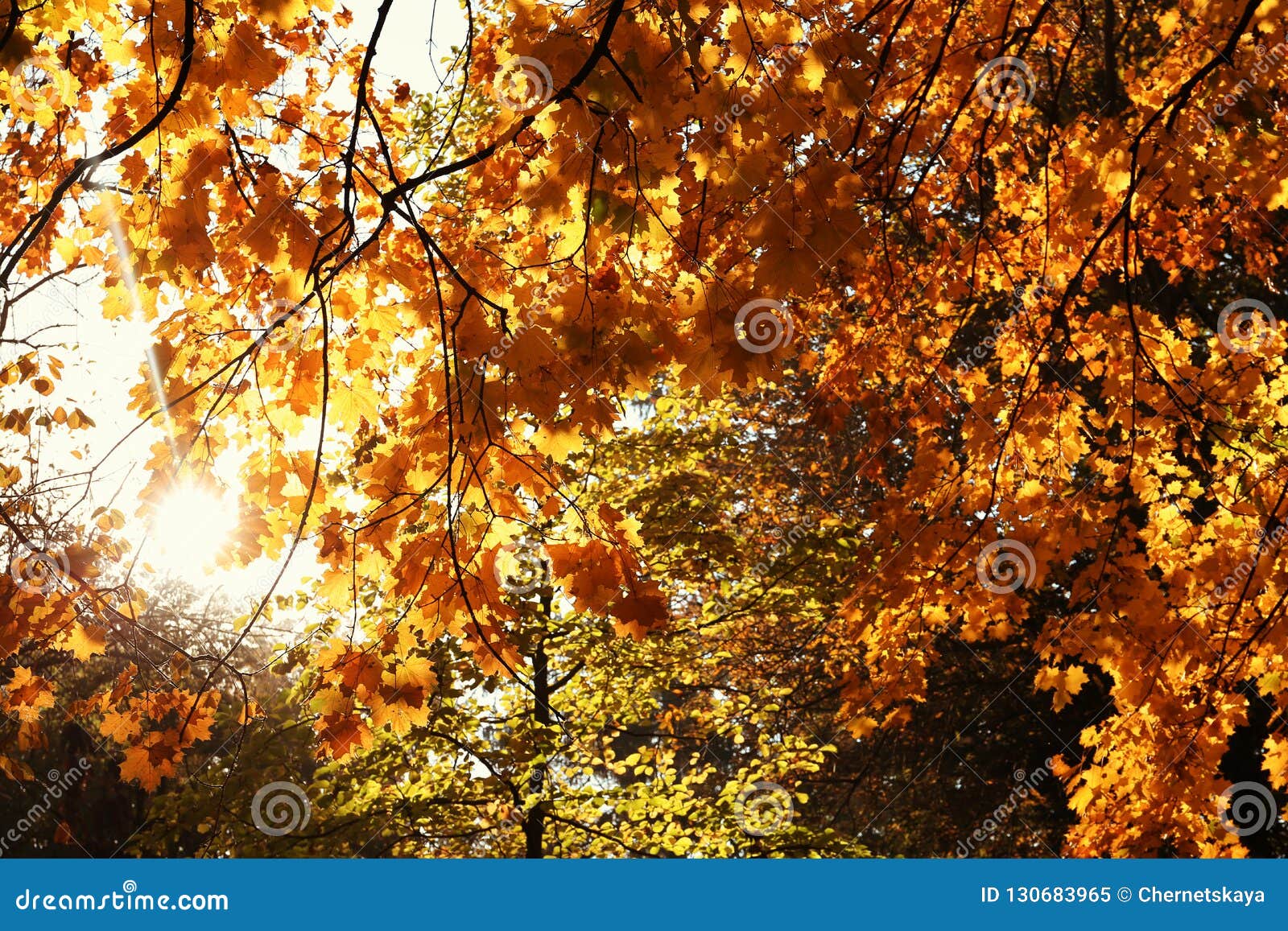 View of Bright Sunlight through Autumn Trees Stock Image - Image of ...
