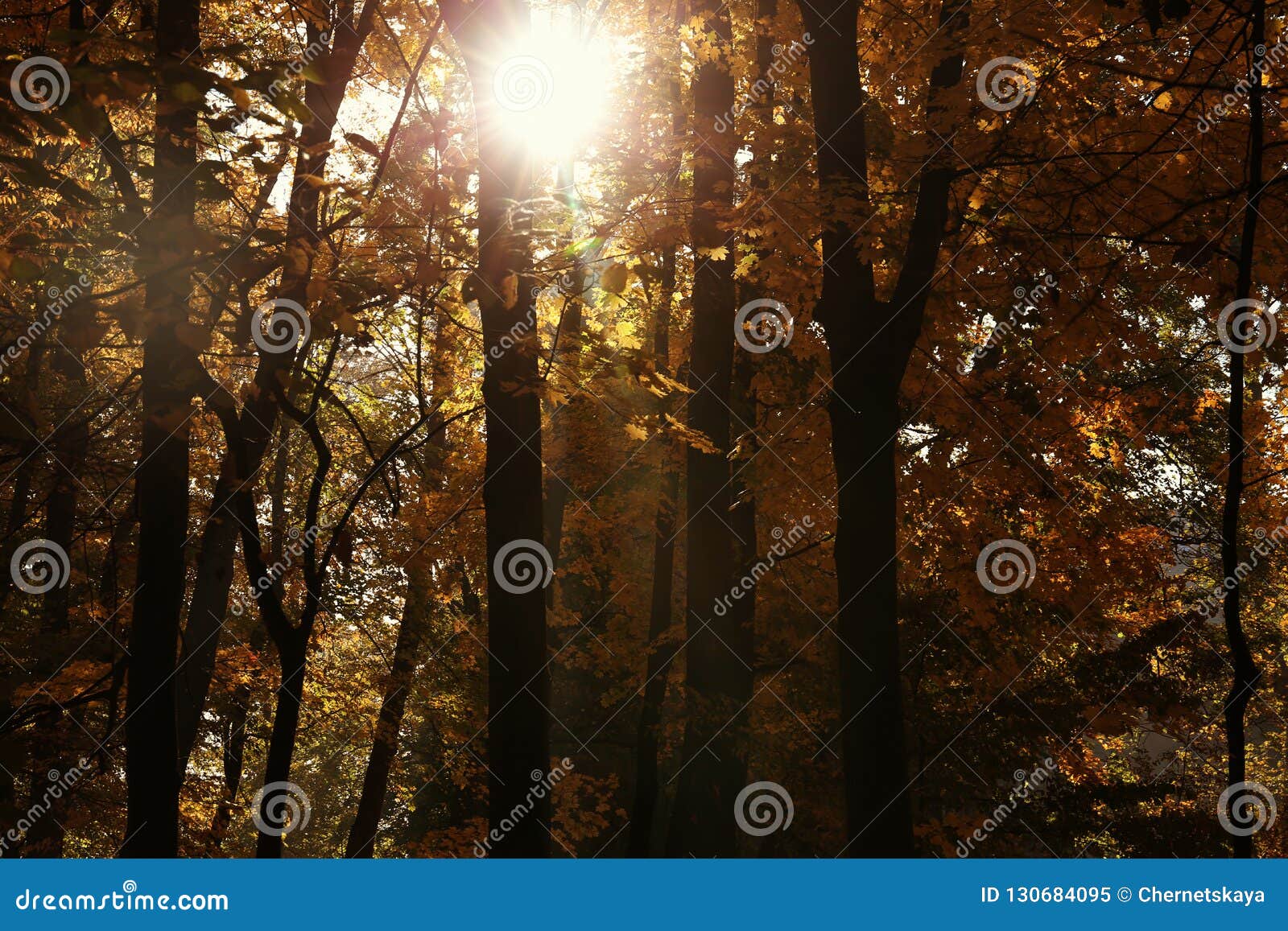 View of Bright Sunlight through Autumn Trees Stock Image - Image of ...