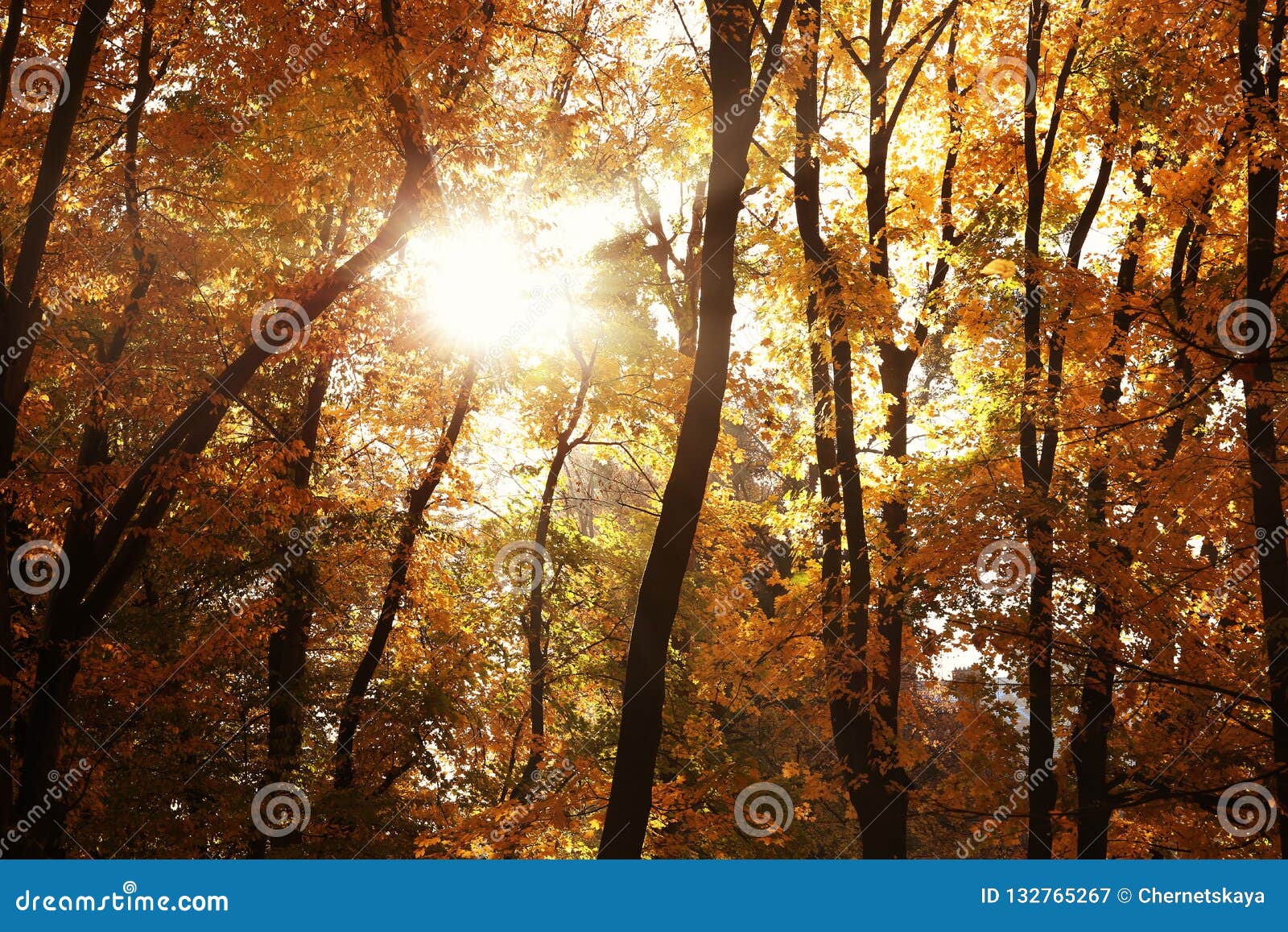 View of Bright Sunlight through Autumn Trees Stock Image - Image of ...