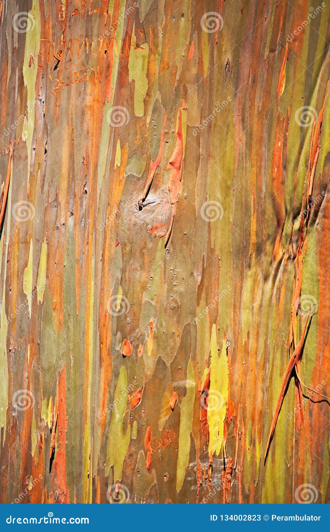 VIEW of BRIGHTLY COLOURED LINES on the BARK and TRUNK of a TREE Stock ...