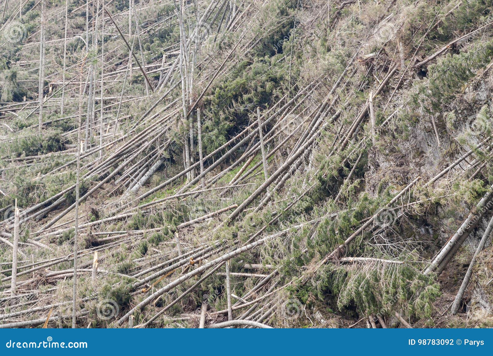 Forest after Disaster - Poland. Stock Photo - Image of nature, trees ...