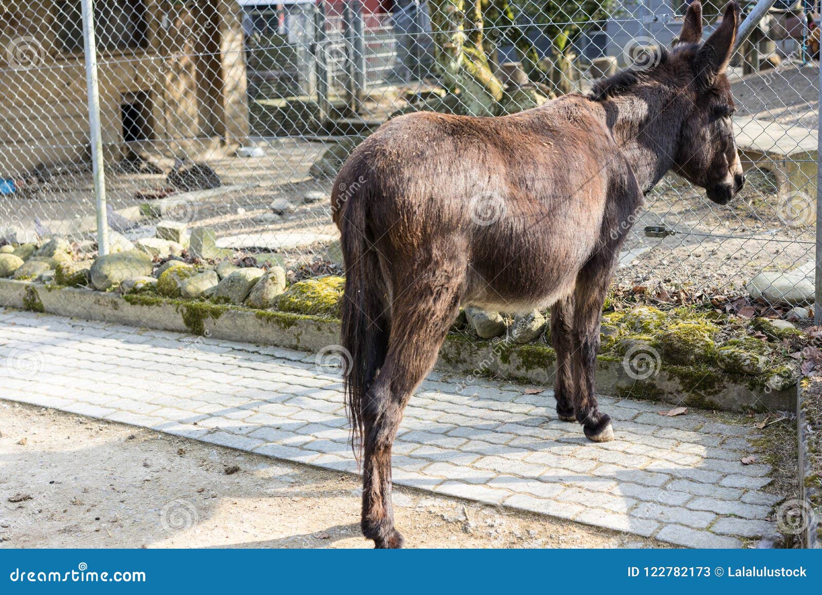 Donkey outside enclosure stock image. Image of livestock - 122782173