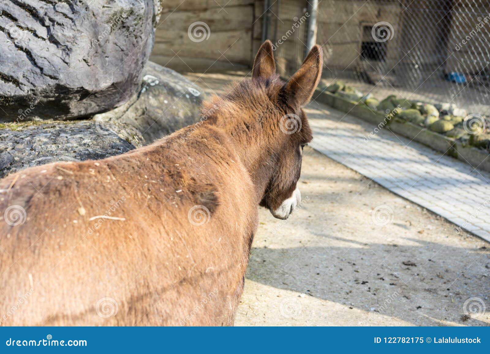 Donkey outside enclosure stock image. Image of season - 122782175