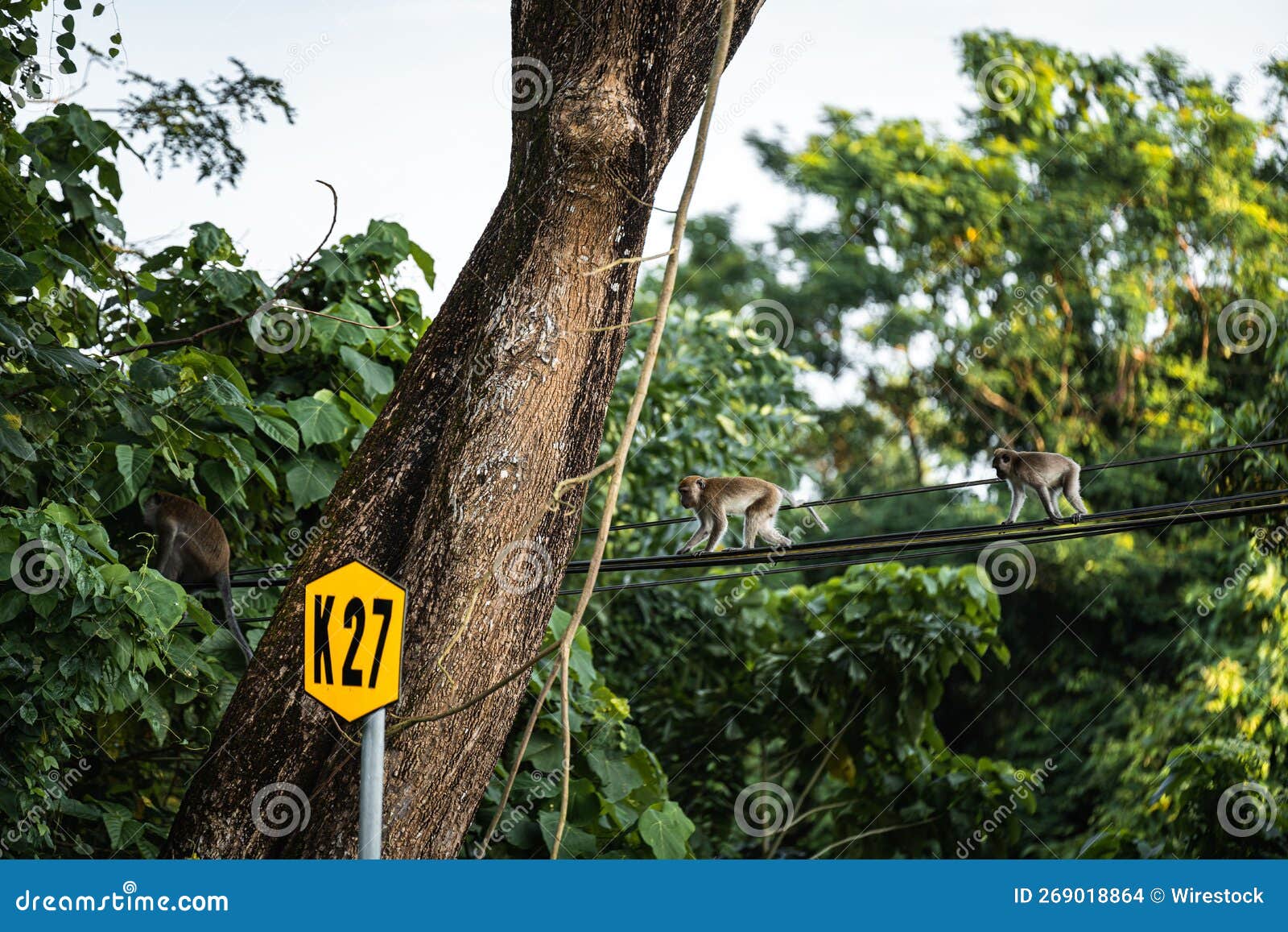 View of Brown Monkeys Perching on Rope Stock Photo - Image of wildlife ...