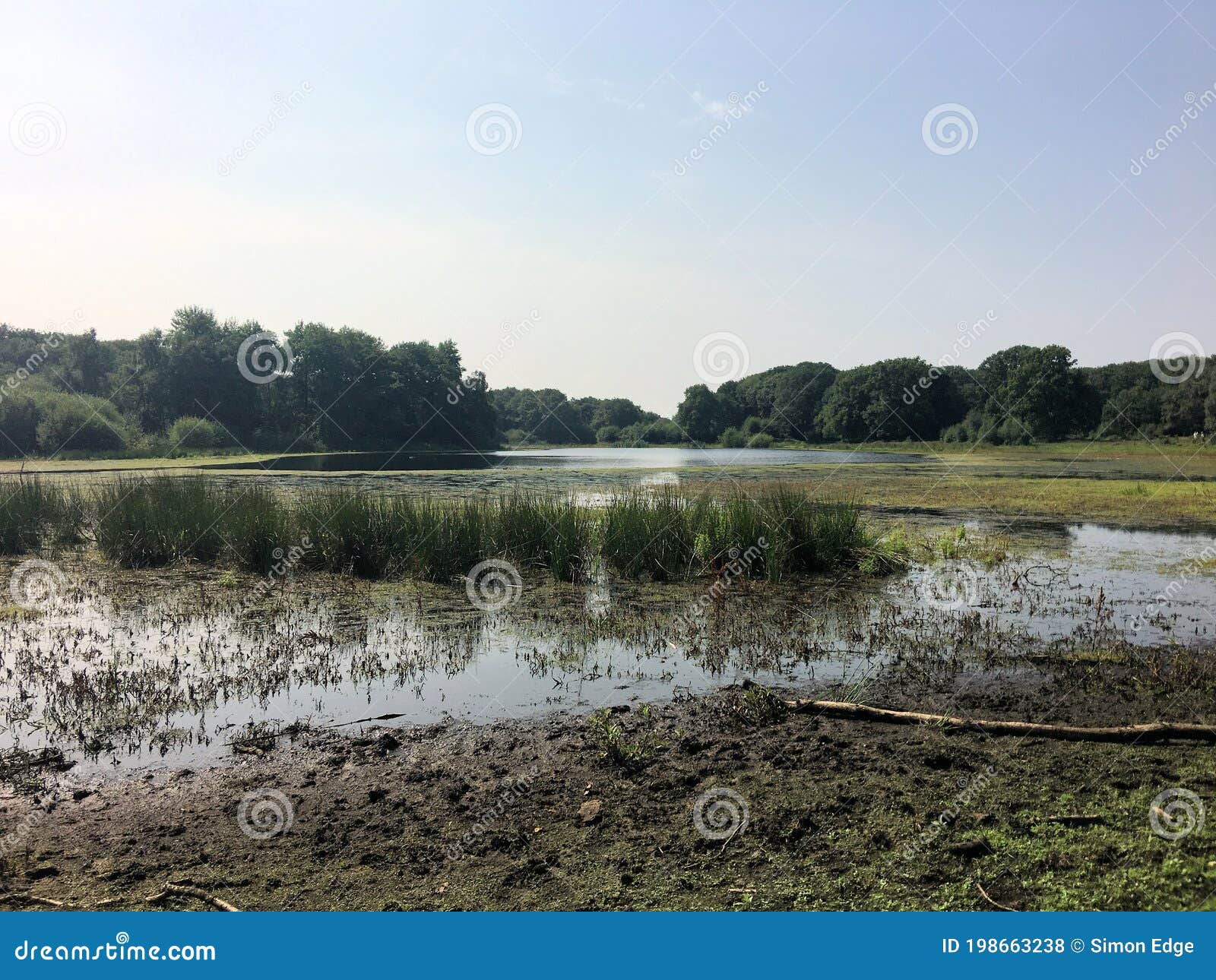 A view of Brown Moss stock photo. Image of view, nature - 198663238