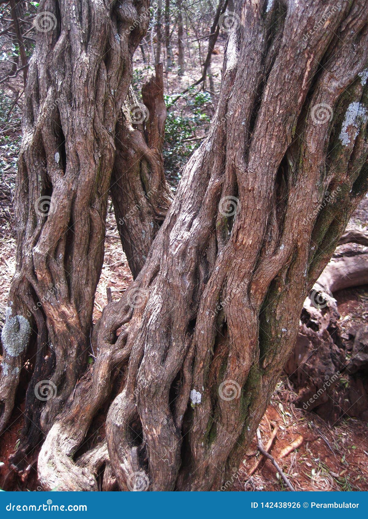 TWISTED TRUNK of WILD OLIVE TREE Stock Photo - Image of tree ...
