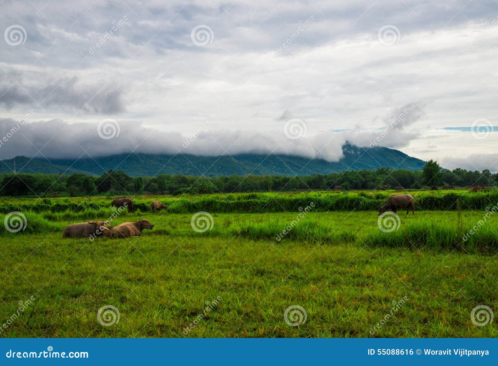View Buffalo on Green Fields Stock Photo - Image of buffalo, animal ...