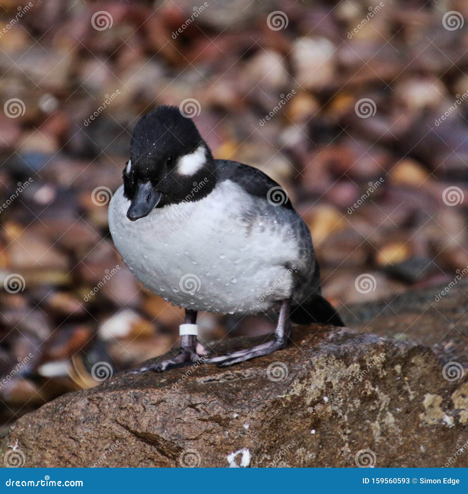 A View of a Bufflehead Duck Stock Image - Image of nature, birds: 159560593