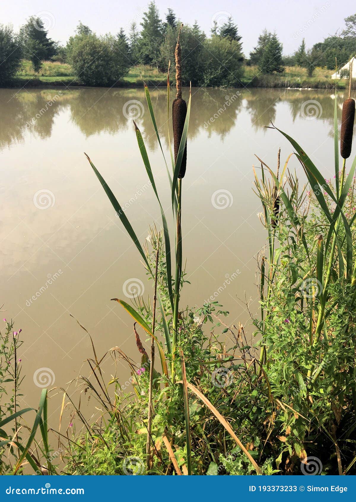 Bull Rush Seed Dispersal Royalty-Free Stock Image | CartoonDealer.com ...
