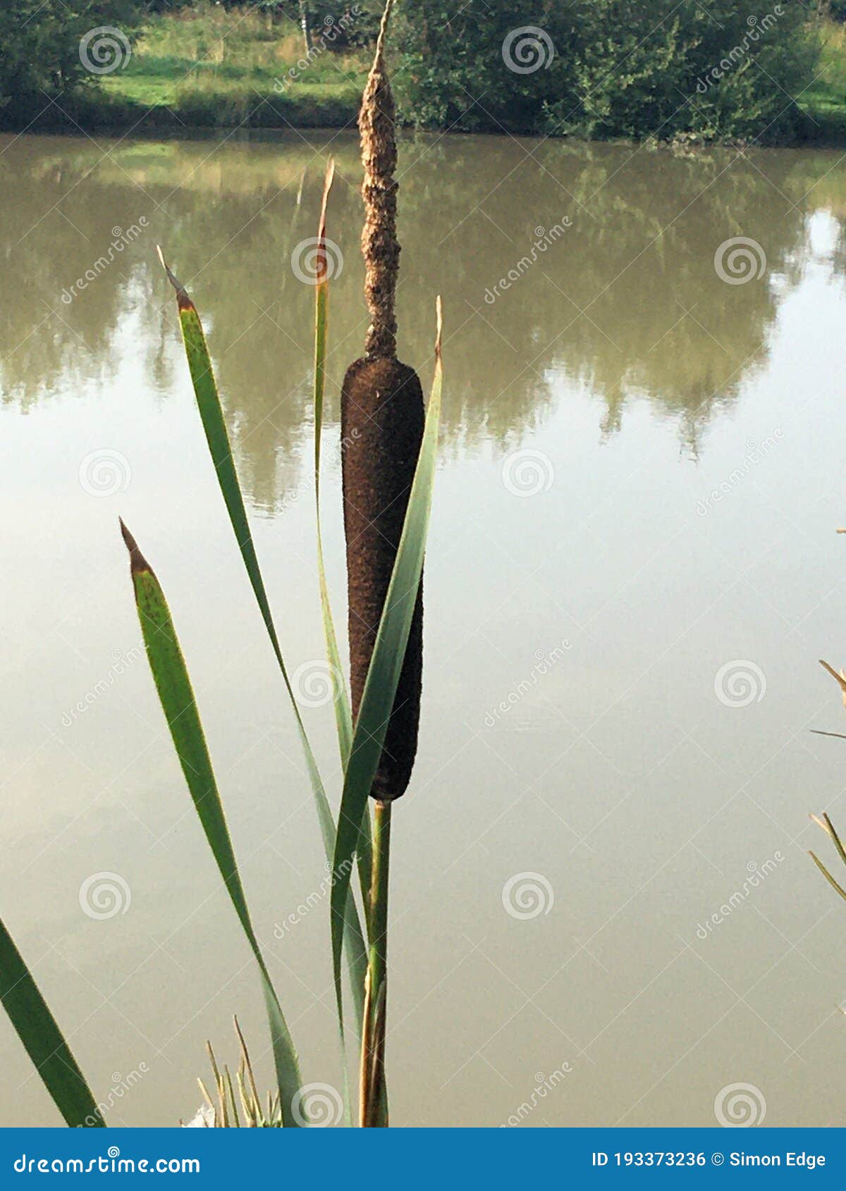 Bull Rush Seed Dispersal Royalty-Free Stock Image | CartoonDealer.com ...