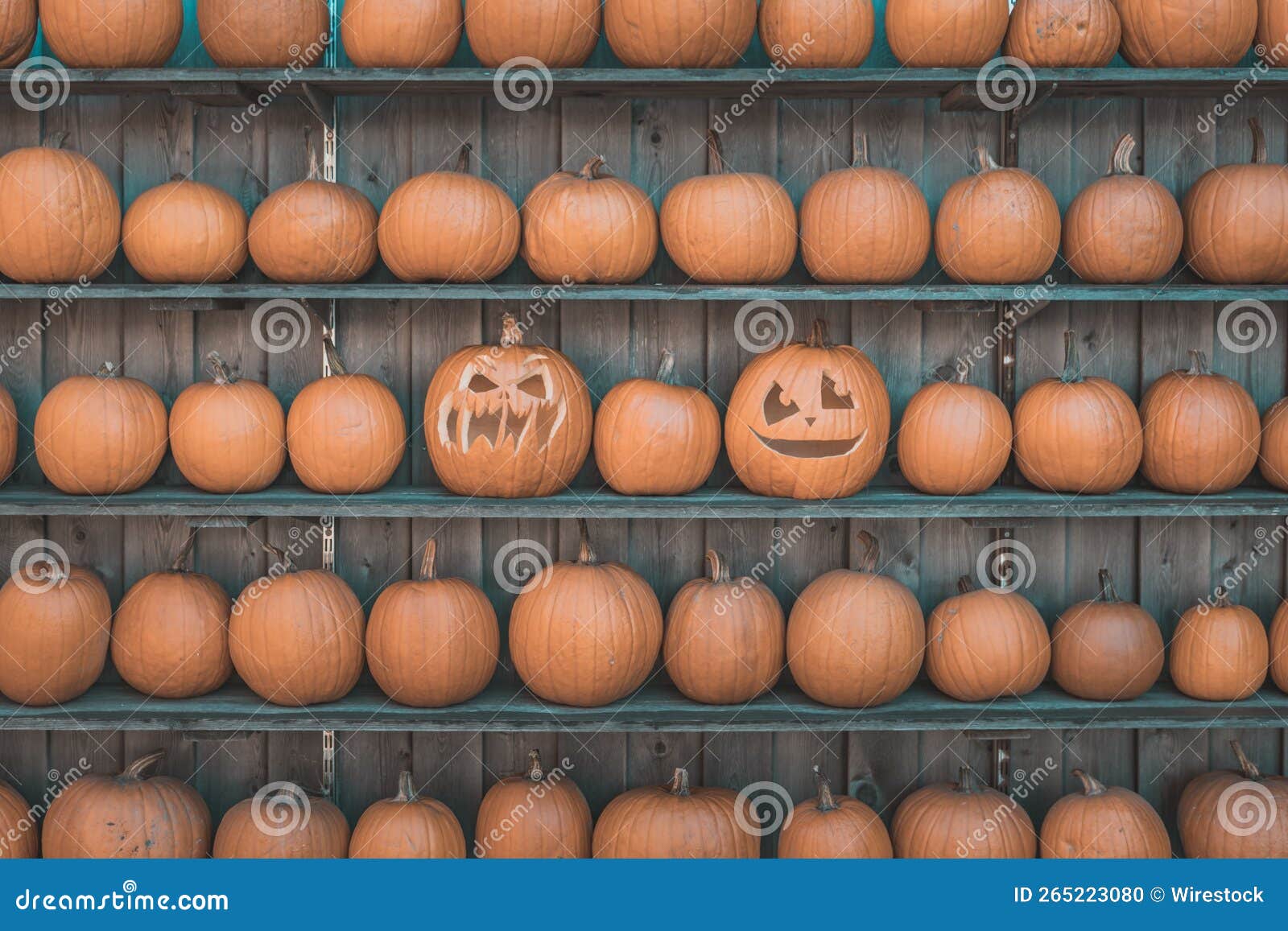 View of Bunch of Pumpkins in Row Stock Photo - Image of fall, round ...
