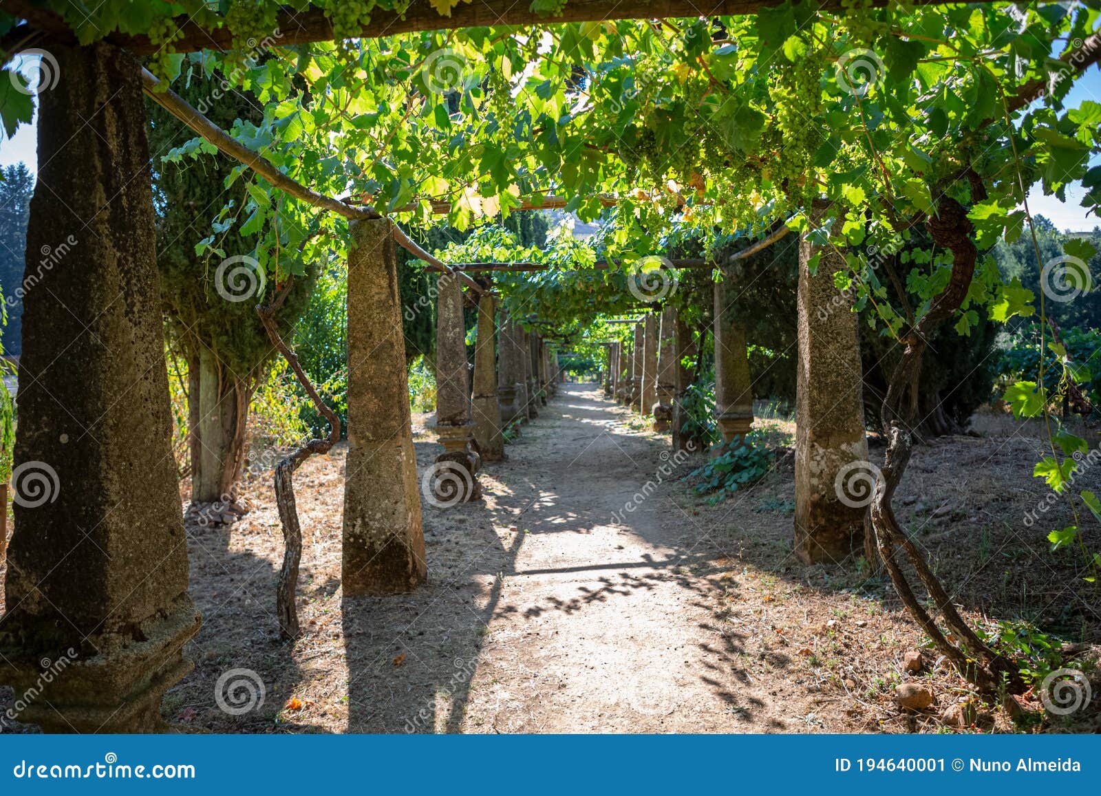 Bunches Of Red Grapes In Espalier Vines In Rias Baixas, Pontevedra ...