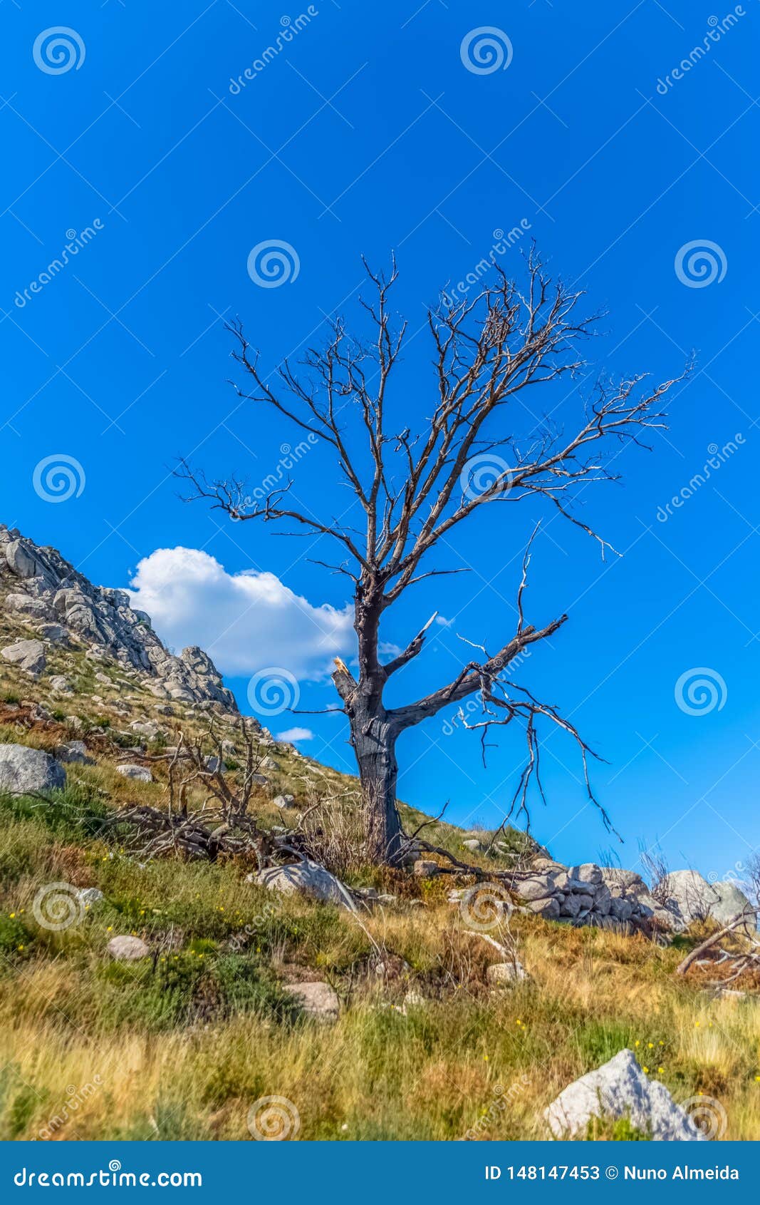 View Of Burned Tree And Broken, Result Of The Fires, At The Top Of ...