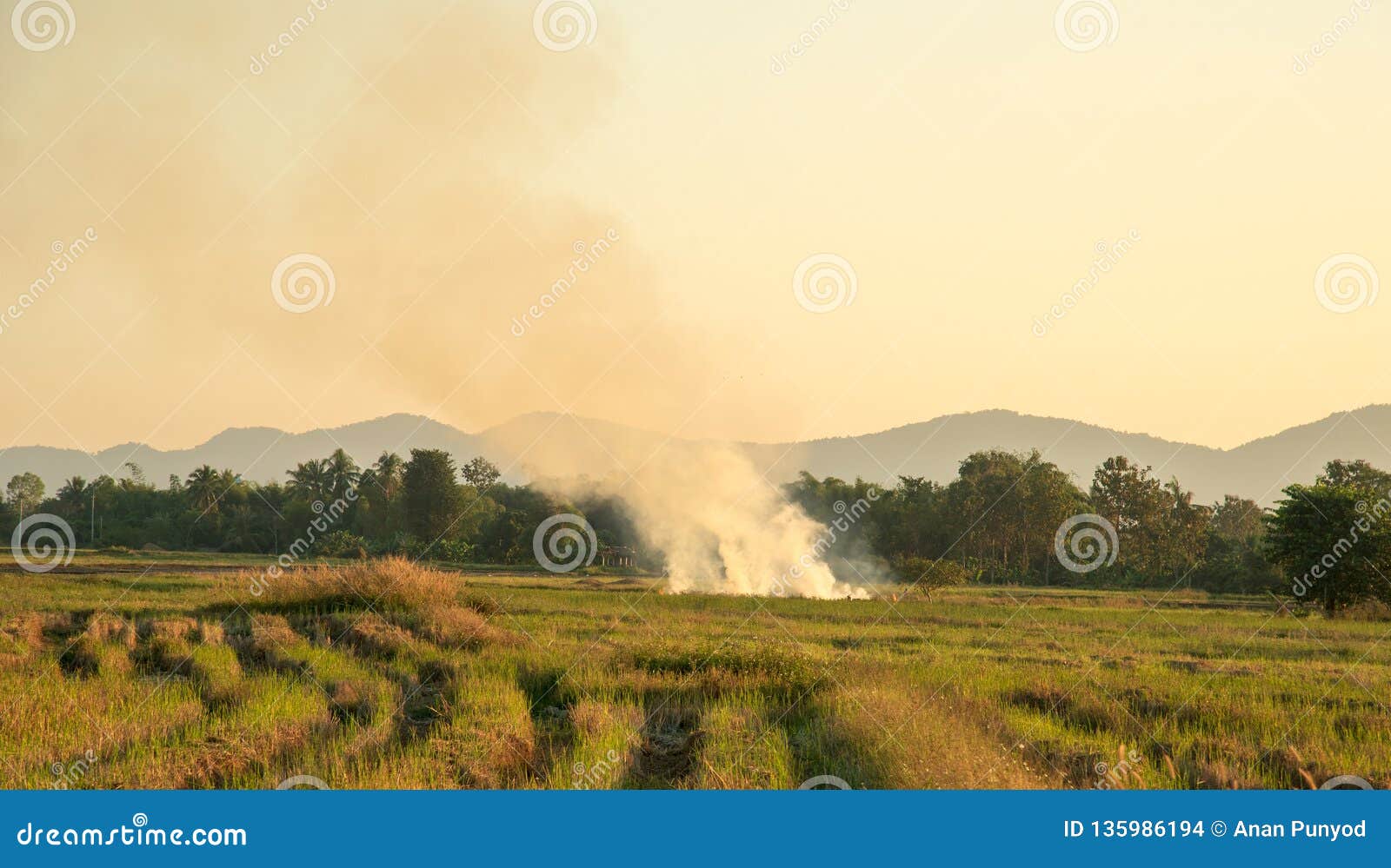 View of Burning after Farming in Rice Fields Stock Photo - Image of ...