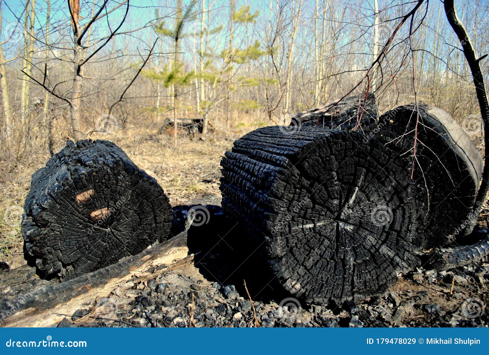 View of Burnt Pine Trees in the Forest on a Sunny Spring Day Stock ...
