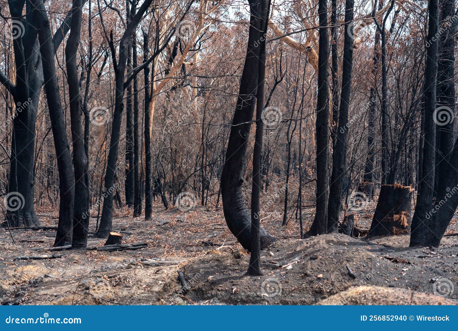 View of Burnt Trees Damaged by the Fire during the Australian Bushfire ...