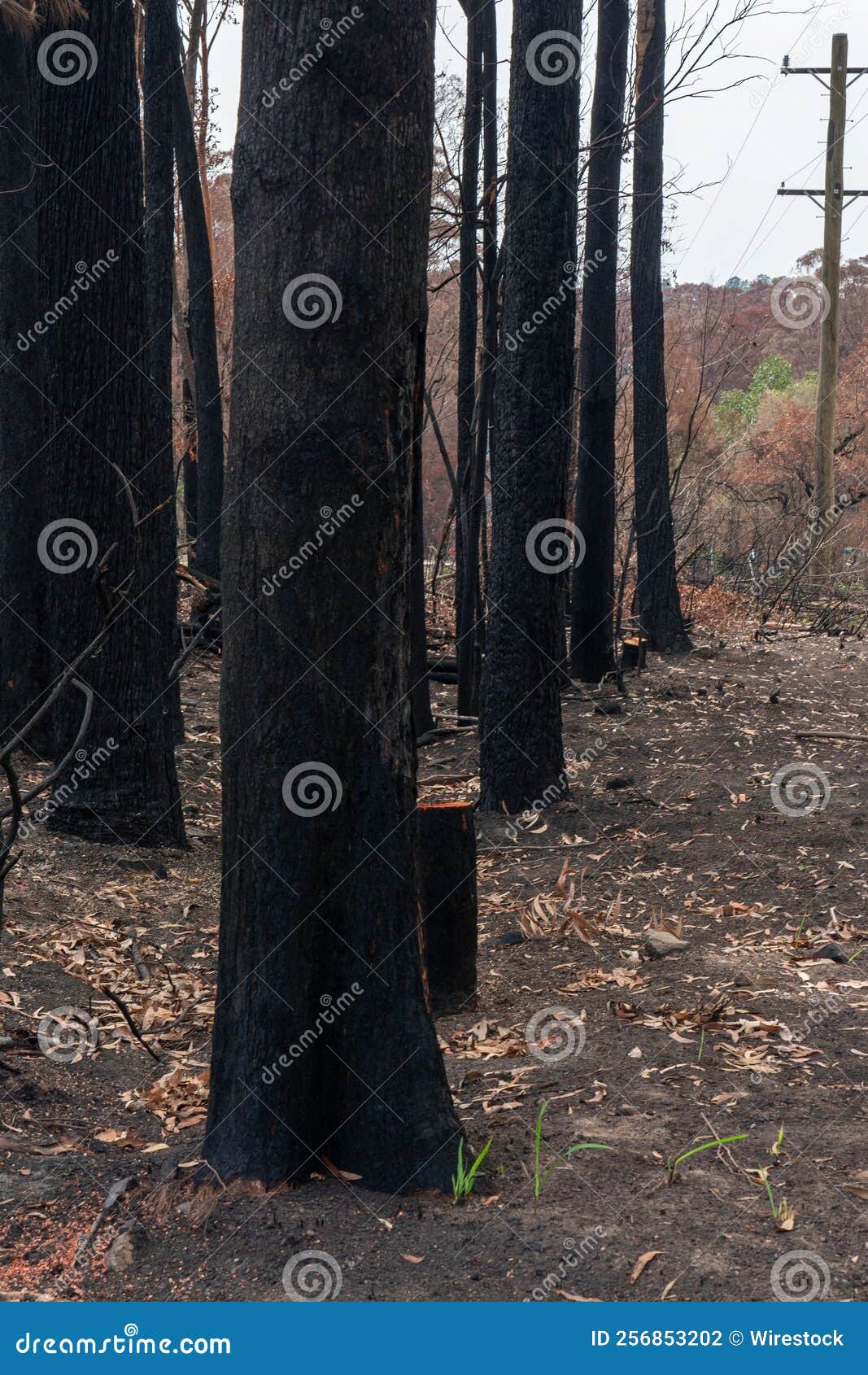 View of Burnt Trees Damaged by the Fire during the Australian Bushfire ...