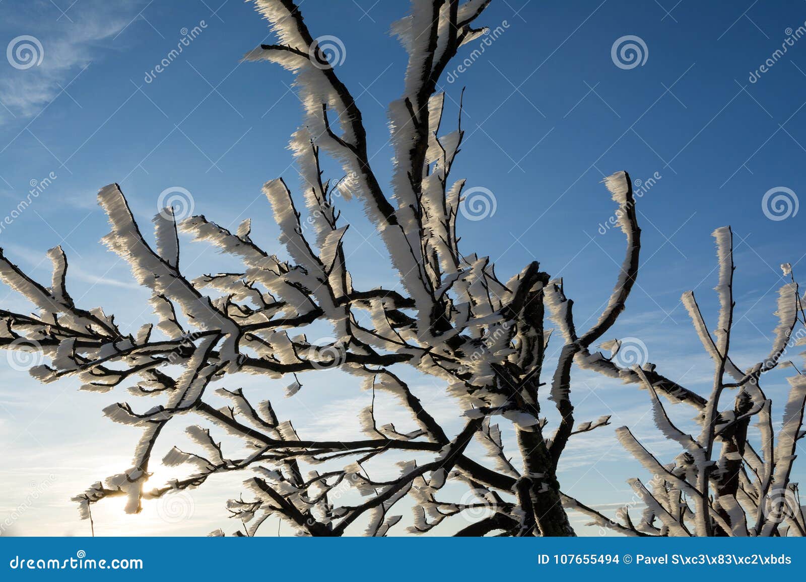 View of Bush Branches with Icing Stock Photo - Image of sunset, bush ...