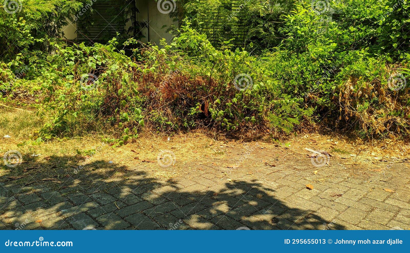 View of Bushed on the Pavement Road an Abandoned Area Stock Image ...