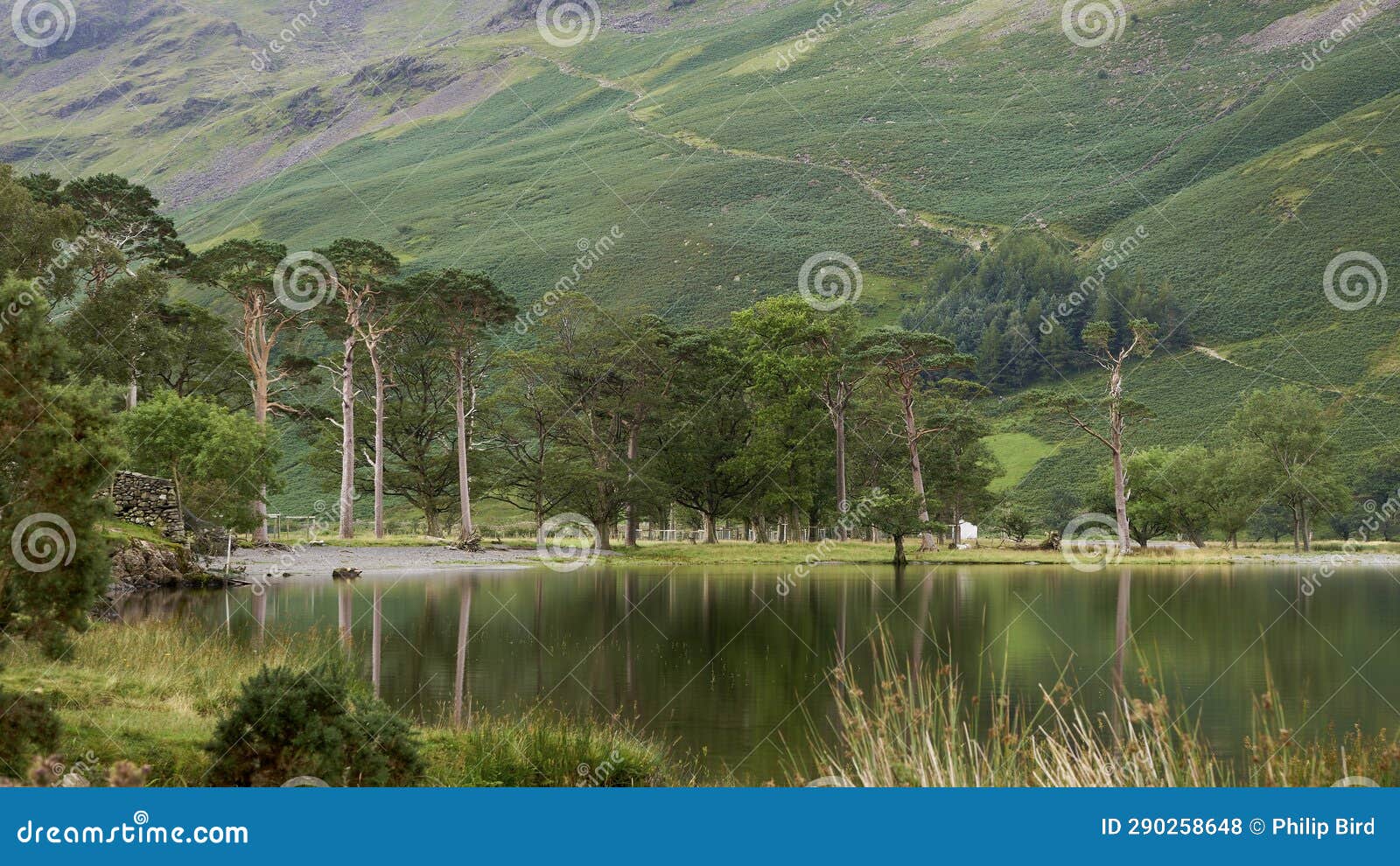 View of the Buttermere Pine Trees in the Lake District Stock Photo ...