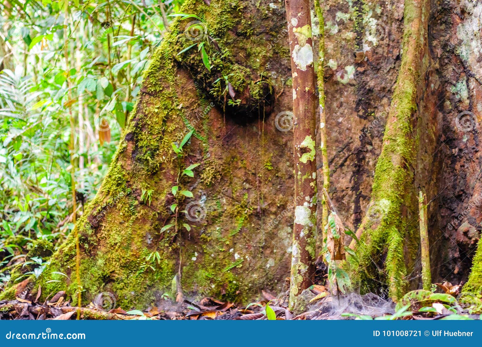Buttress Root of Rain Forest Tree in Brazil Stock Image - Image of ...