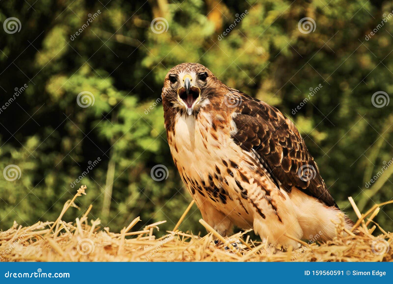 A View of a Buzzard on the Ground Stock Image - Image of ground ...