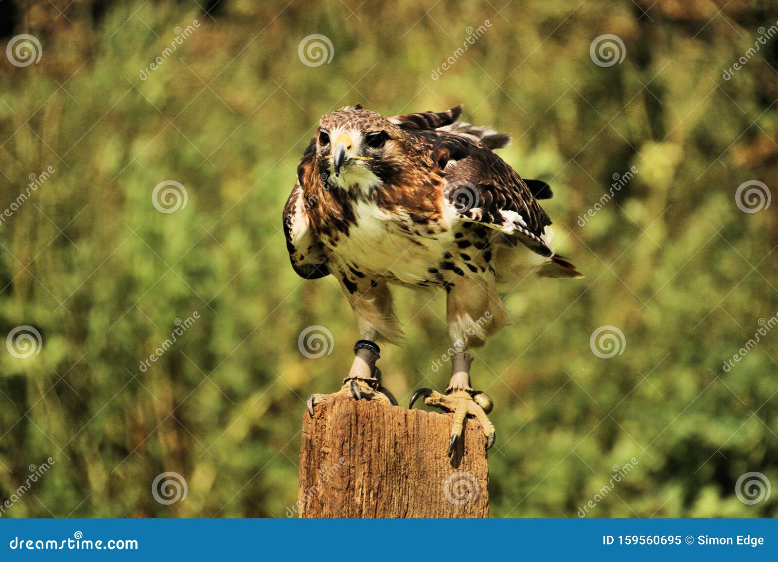A View of a Buzzard on the Ground Stock Image - Image of food, bird ...