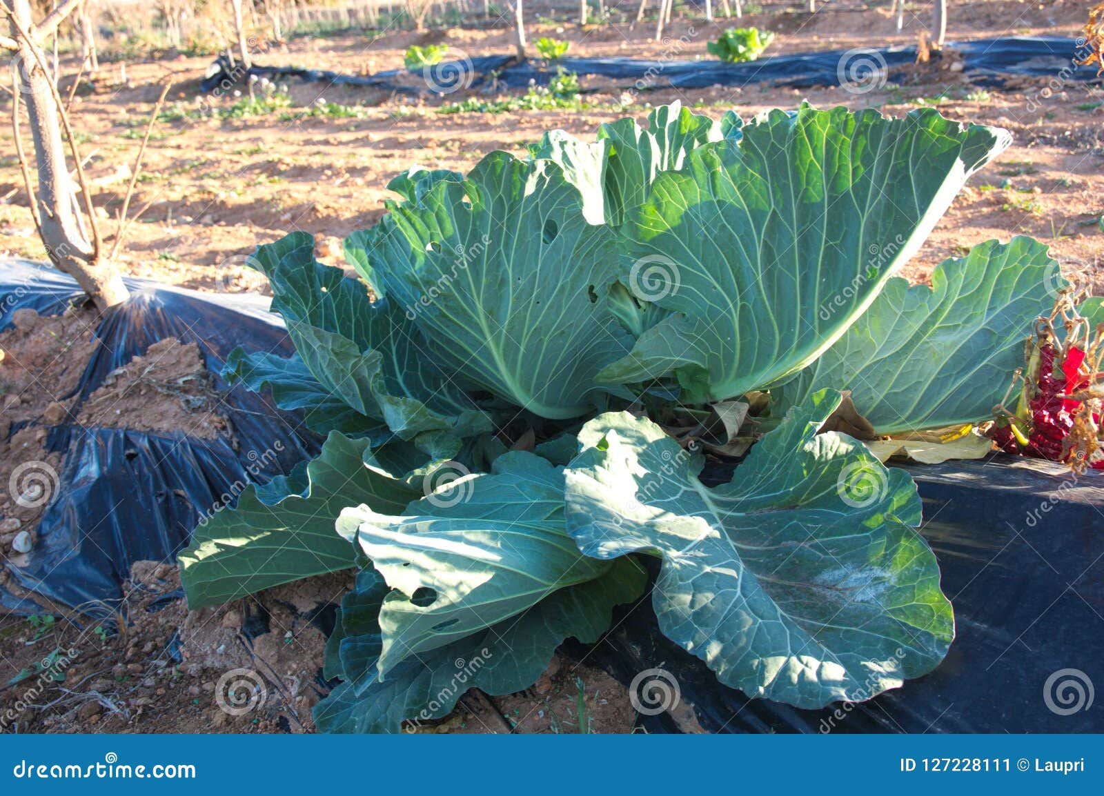 View of a Cabbage in the Field about To Harvest Stock Image - Image of ...