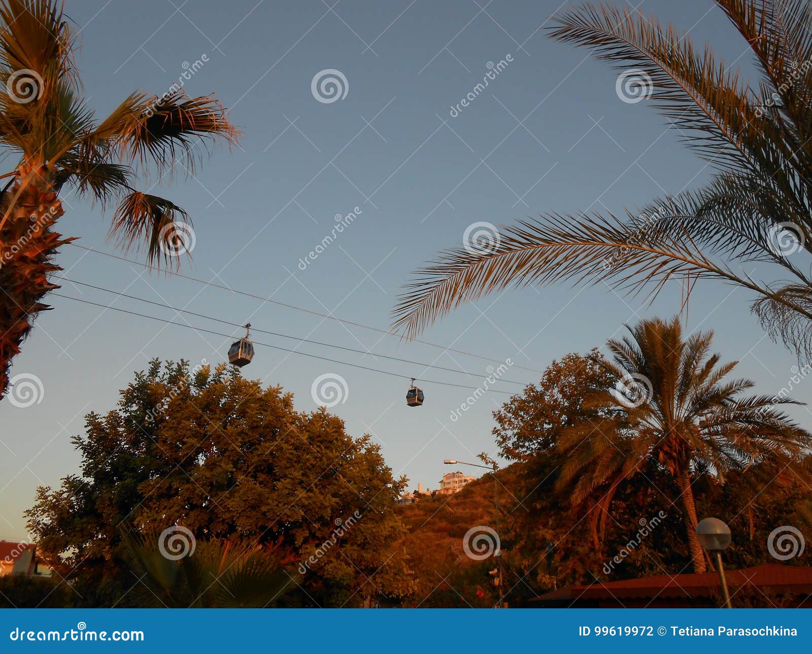 Funicular with palm stock photo. Image of park, palm - 99619972