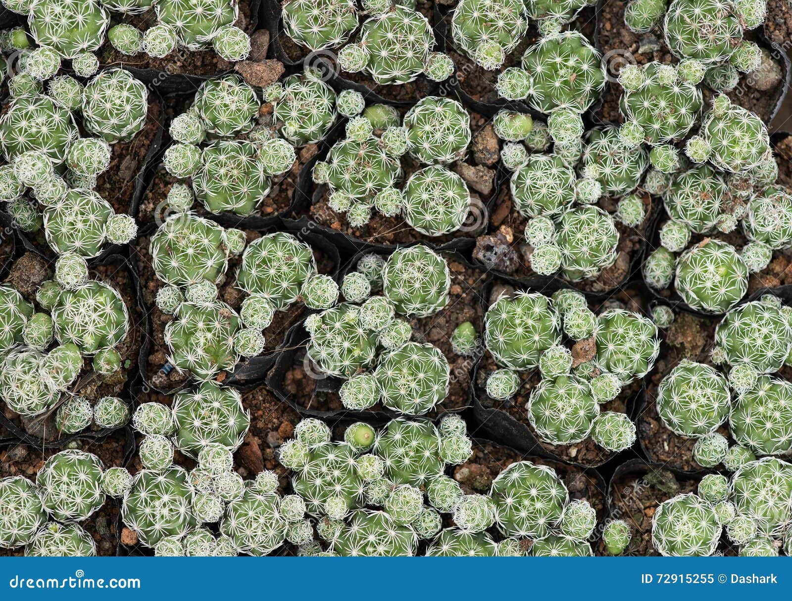 View of a cactus stock image. Image of pattern, flower - 72915255