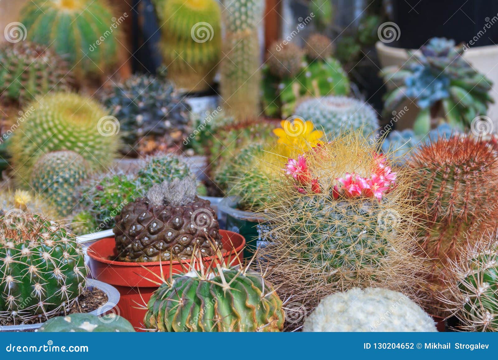 The Cactus Garden with Flowers Stock Photo - Image of cacti, cactus ...