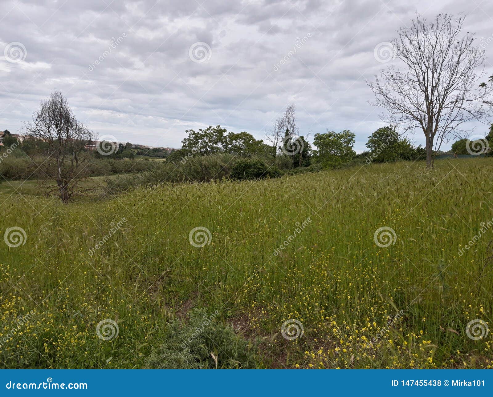 View of the Caffarella Park, in Rome. Spikes and Trees in the Spring ...