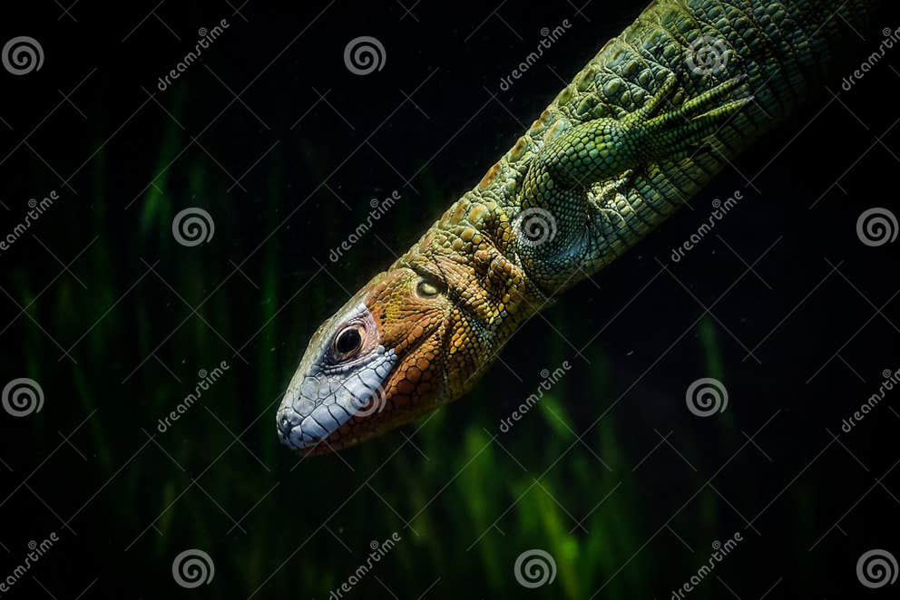 View on a caiman lizard stock photo. Image of wild, view - 280715968