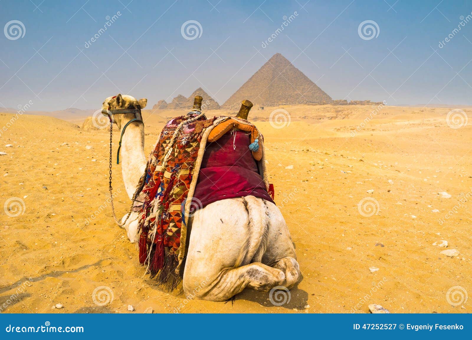 The view with a camel stock image. Image of cheops, khufu - 47252527