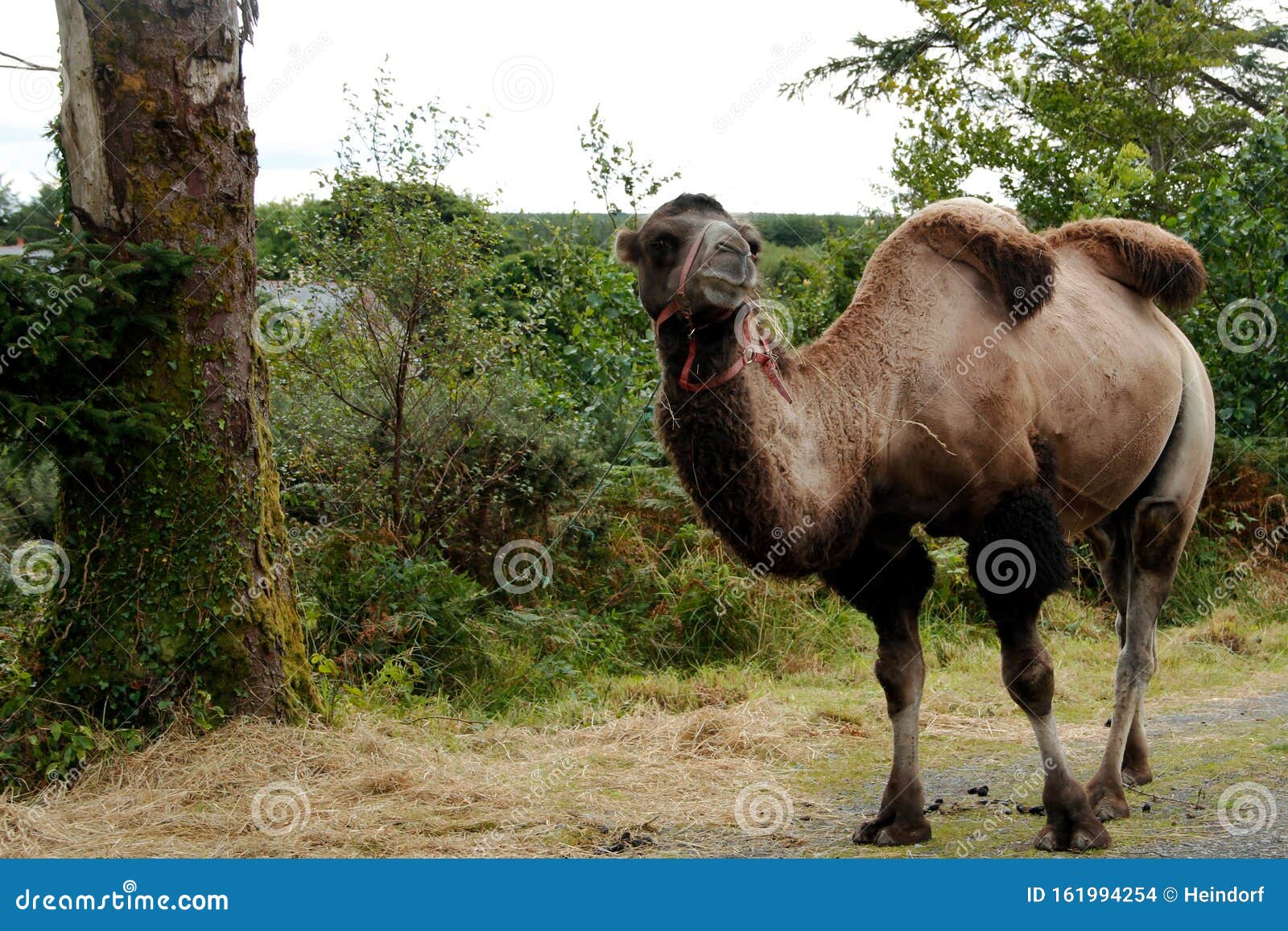 Camelidae Stock Photos - Download 1,513 Royalty Free Photos