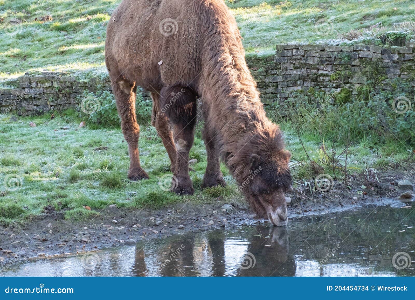 View of Camel Drinking Water on a Farm Stock Photo - Image of brown ...